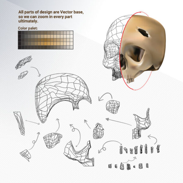 skull illustration sample - Scientific illustration | Inmywork
